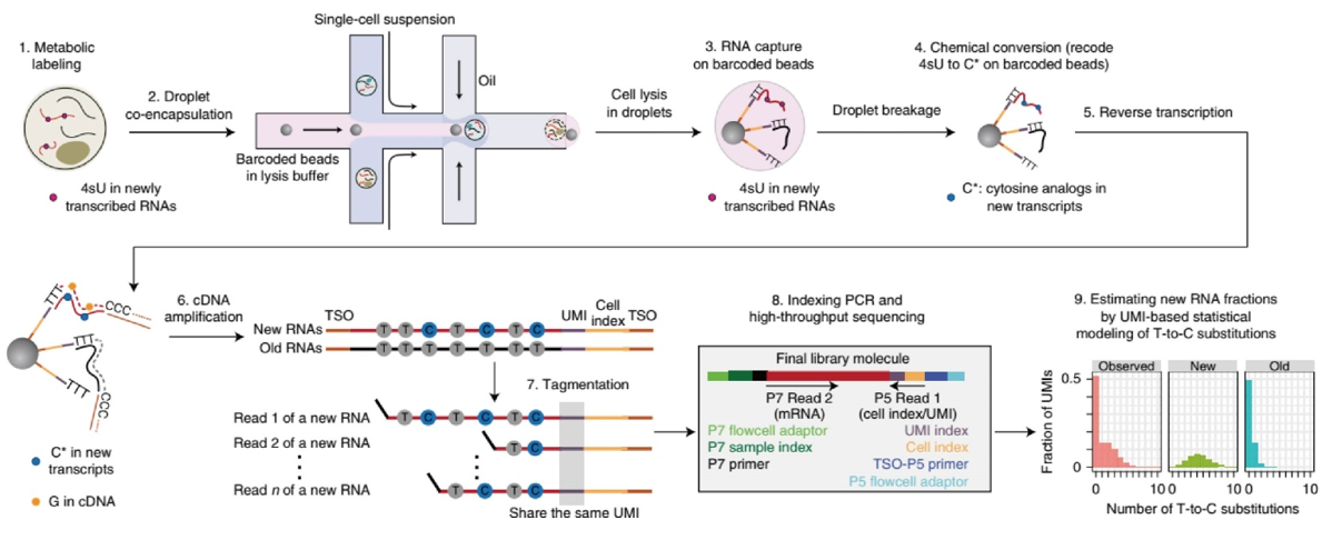 一种检测单细胞mRNA动态变化的新方法：scNT-seq - 军科弘创（北京）生物技术有限公司